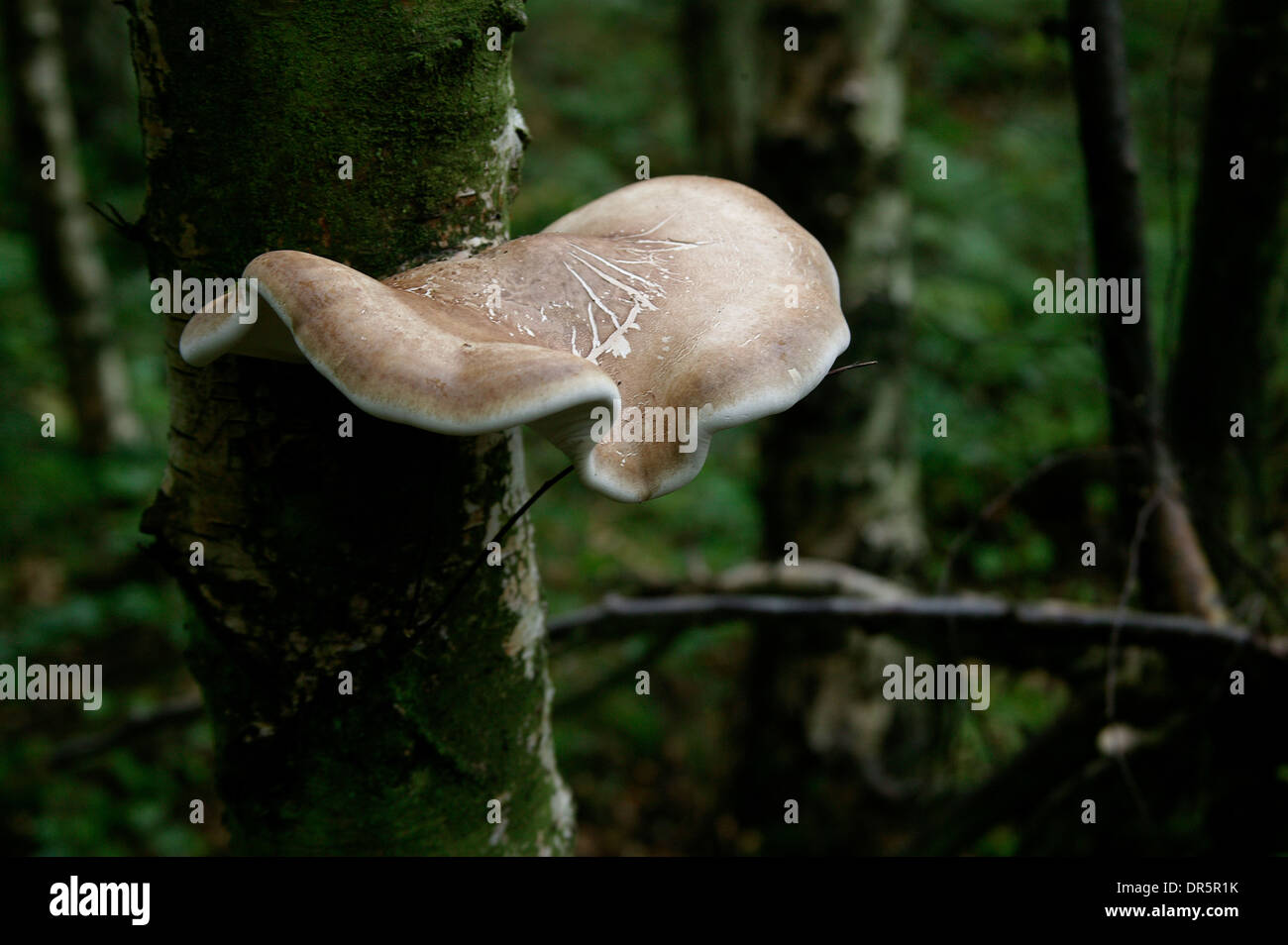 mushroom on tree Stock Photo - Alamy