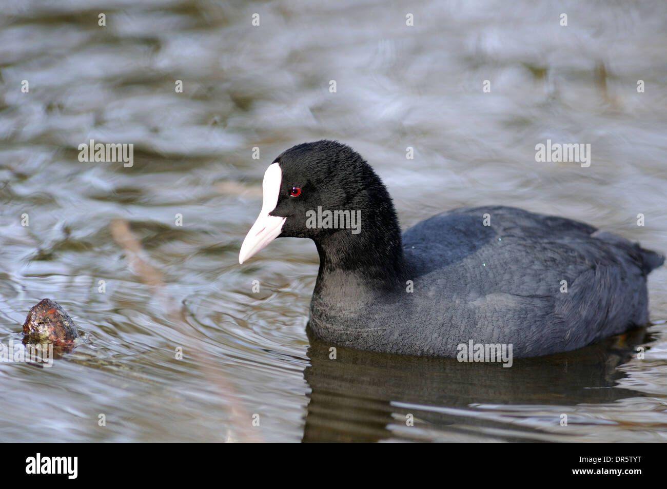 Eurasian coot, Fulica atra, horizontal portrait of an adult swimming in ...