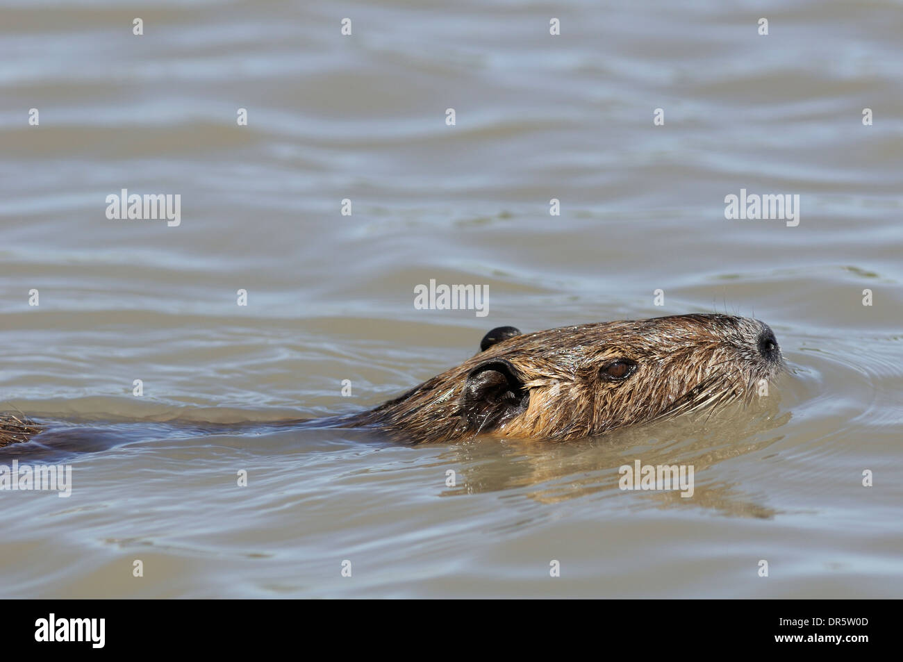 Coypu myocastor coypus adult hi-res stock photography and images - Alamy