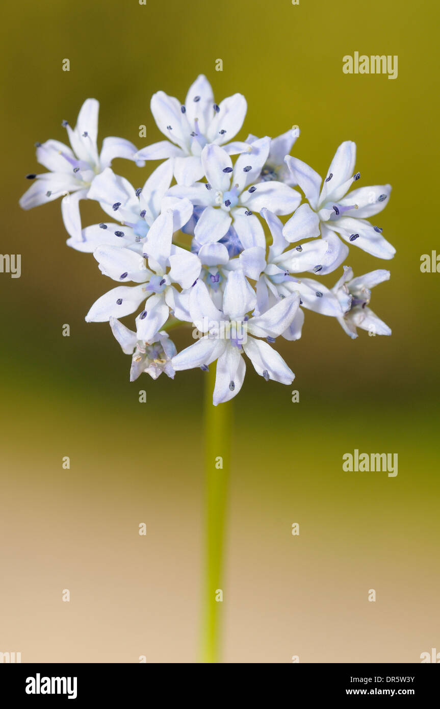 Scila verna, spring squill, horizontal portrait of flowers Stock Photo ...