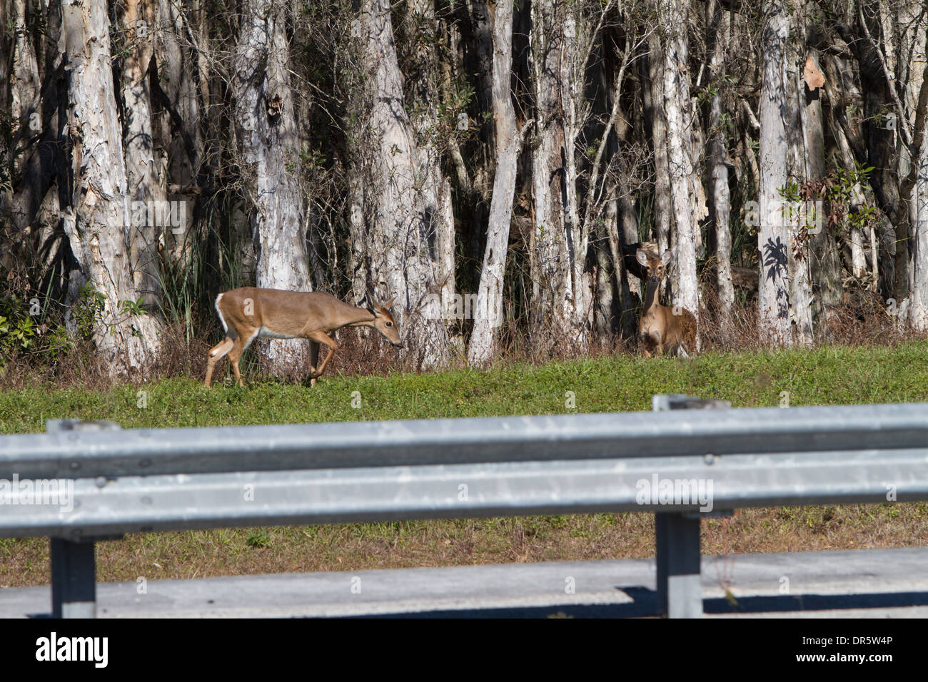 Florida Everglades Deer Stock Photo - Alamy