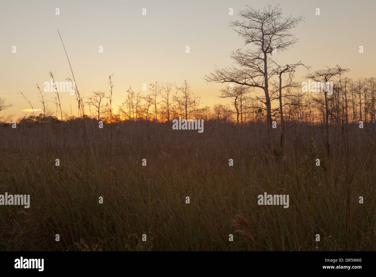 Florida Everglades Sun Set Stock Photo - Alamy