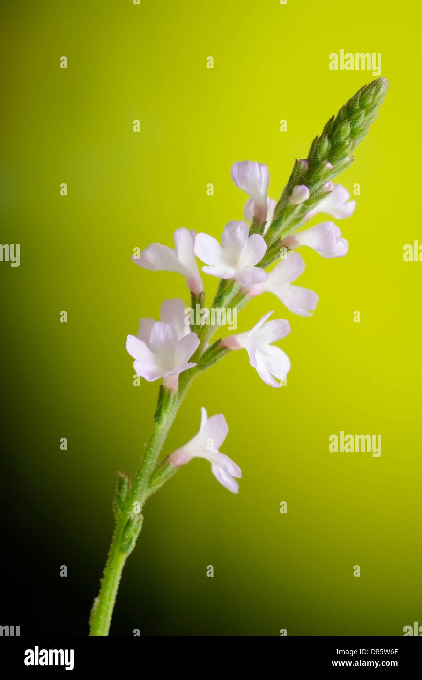 Blue vervain hi-res stock photography and images - Alamy