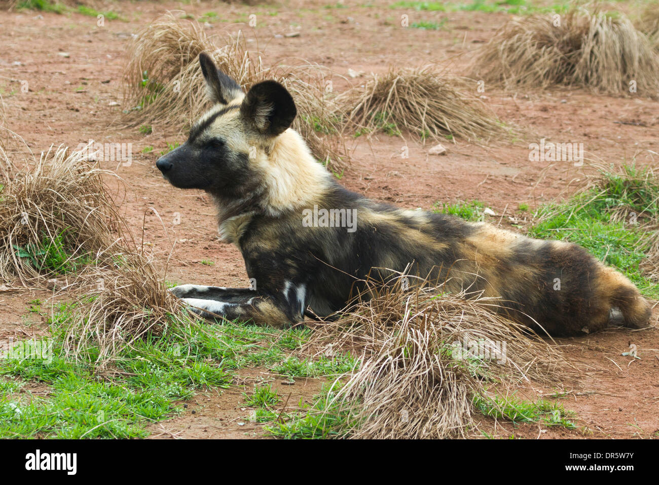 African painted wild dog (Lycaon pictus) closeup Stock Photo - Alamy