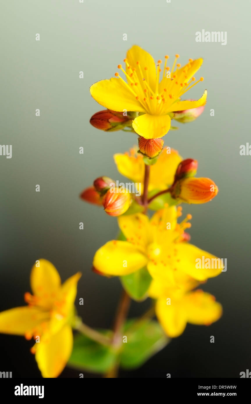 St John's wort, Hypericum montanum (Hypericaceae), vertical portrait of ...