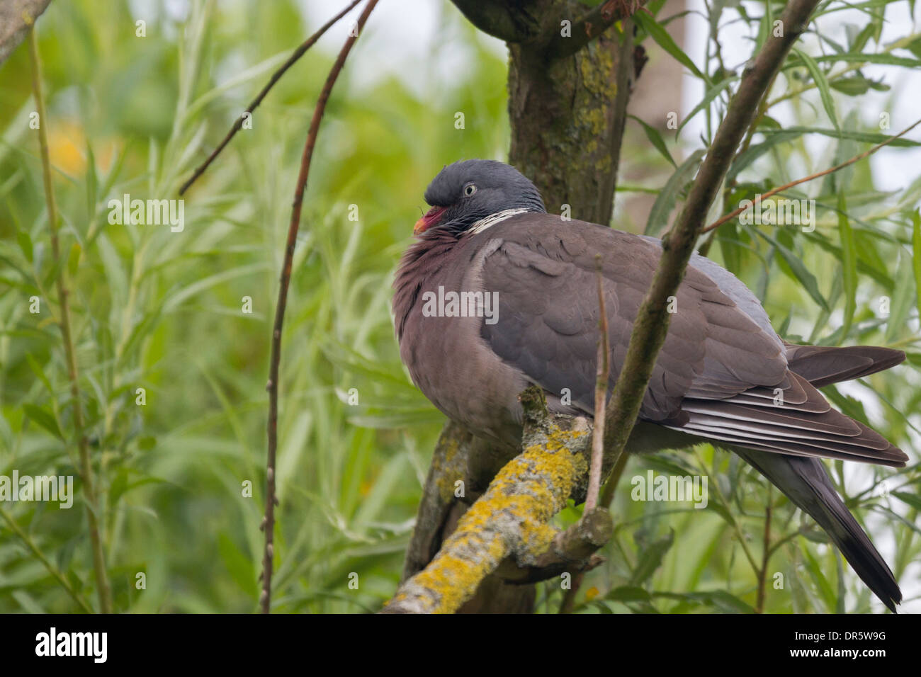 Purple Pigeon High Resolution Stock Photography and Images - Alamy