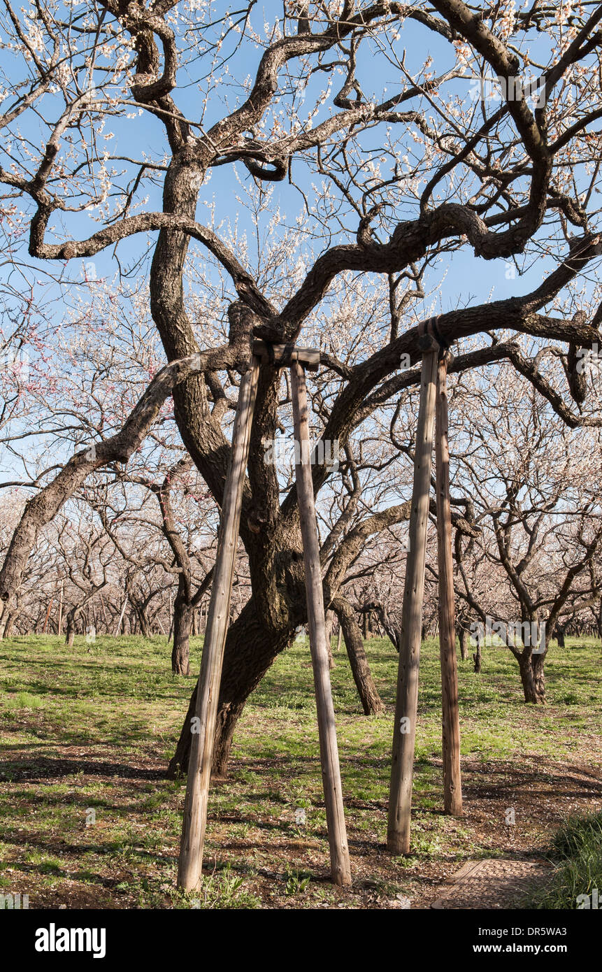Japanese plum tree hi-res stock photography and images - Alamy