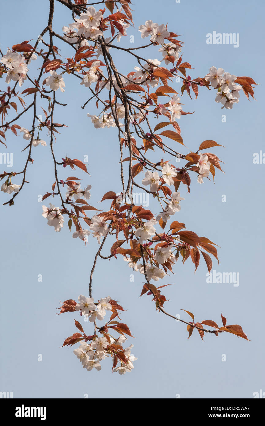 Japanese flowering cherry tree hi-res stock photography and images - Alamy