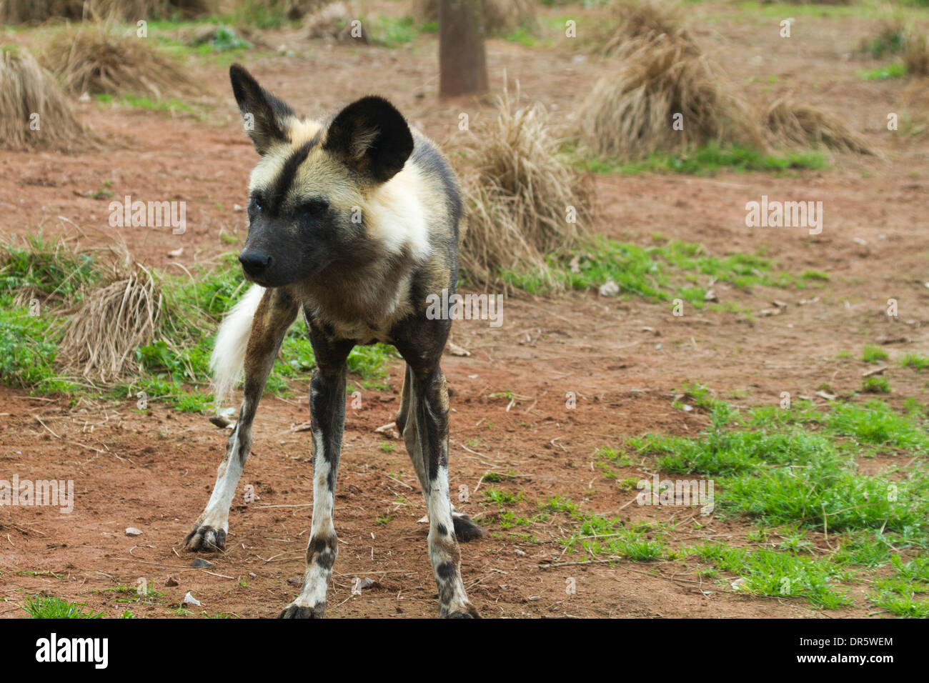 African painted wild dog (Lycaon pictus) closeup Stock Photo - Alamy