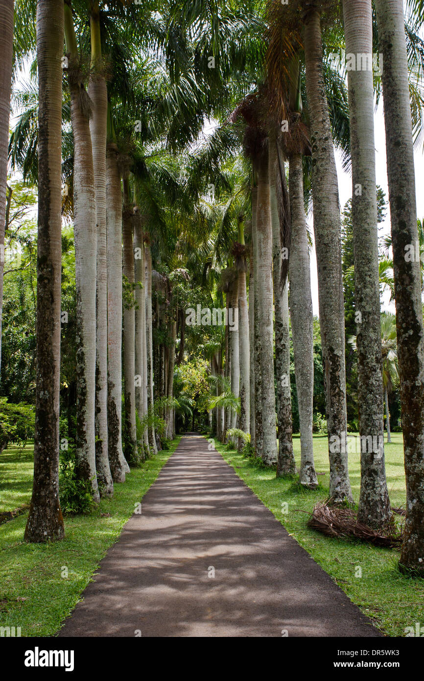Rows of palm trees at the Sir Seewoosagur Ramgoolam Botanical Gardens ...