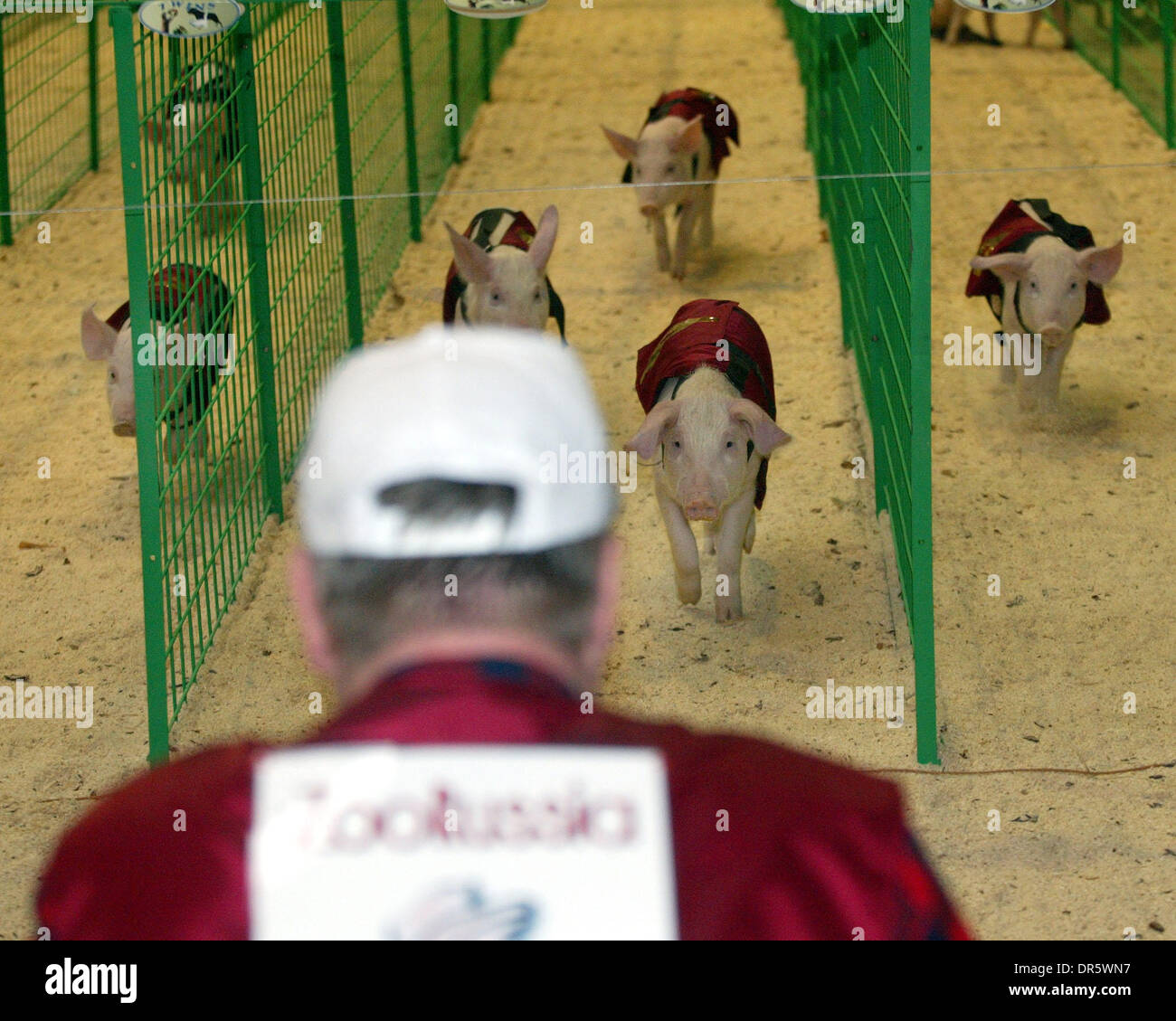 Pigs27 hi-res stock photography and images - Alamy