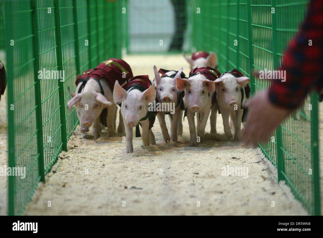 Pig racing hi-res stock photography and images - Alamy