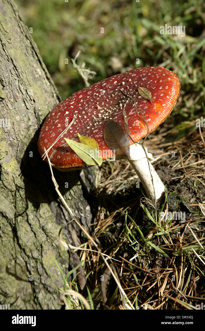 toadstool tree nature wood plant Stock Photo - Alamy