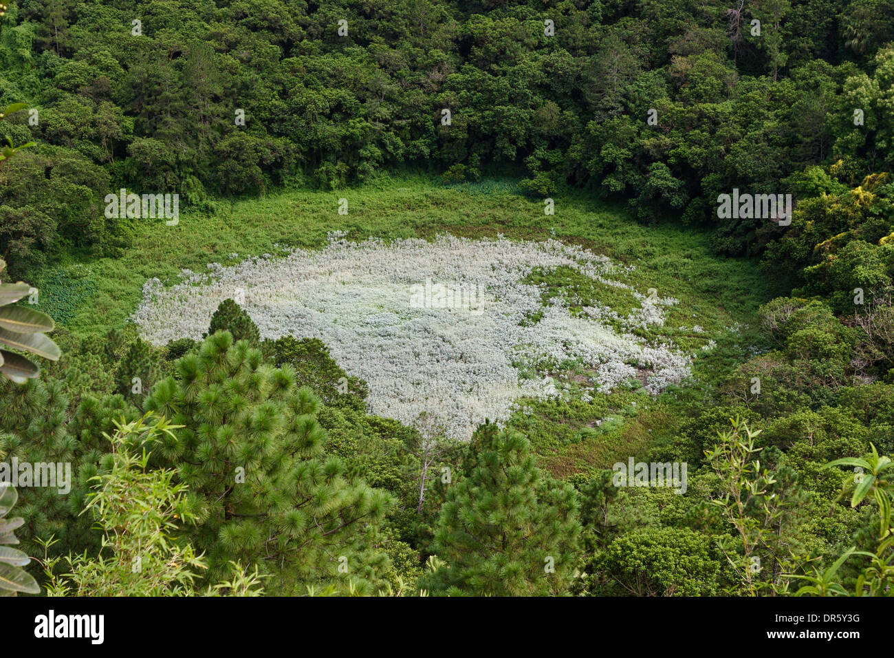 Crater of a dormant Volcano in Curepipe, Mauritius Stock Photo - Alamy