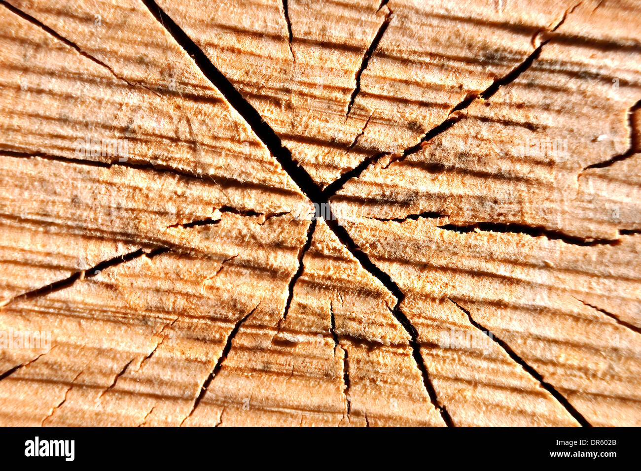 detail of pine tree cut with saw marks, macro shot focused on center ...