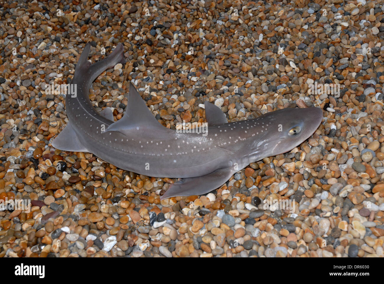 Smooth hound shark hi-res stock photography and images - Alamy