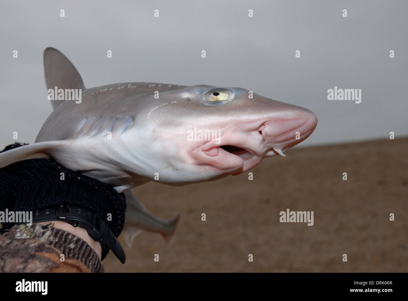 Smooth hound shark hi-res stock photography and images - Alamy