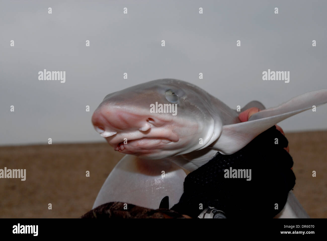 Smooth hound shark hi-res stock photography and images - Alamy