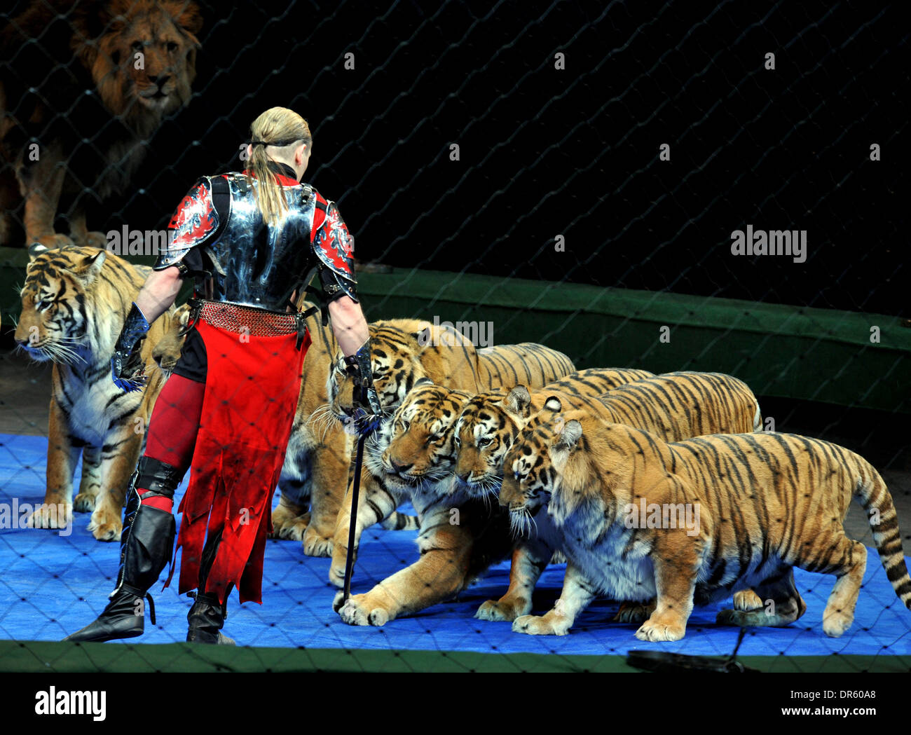 Circus Lions And Tigers