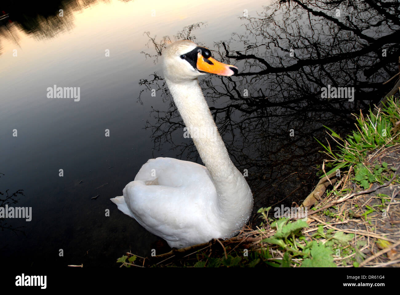 British swan hi-res stock photography and images - Alamy