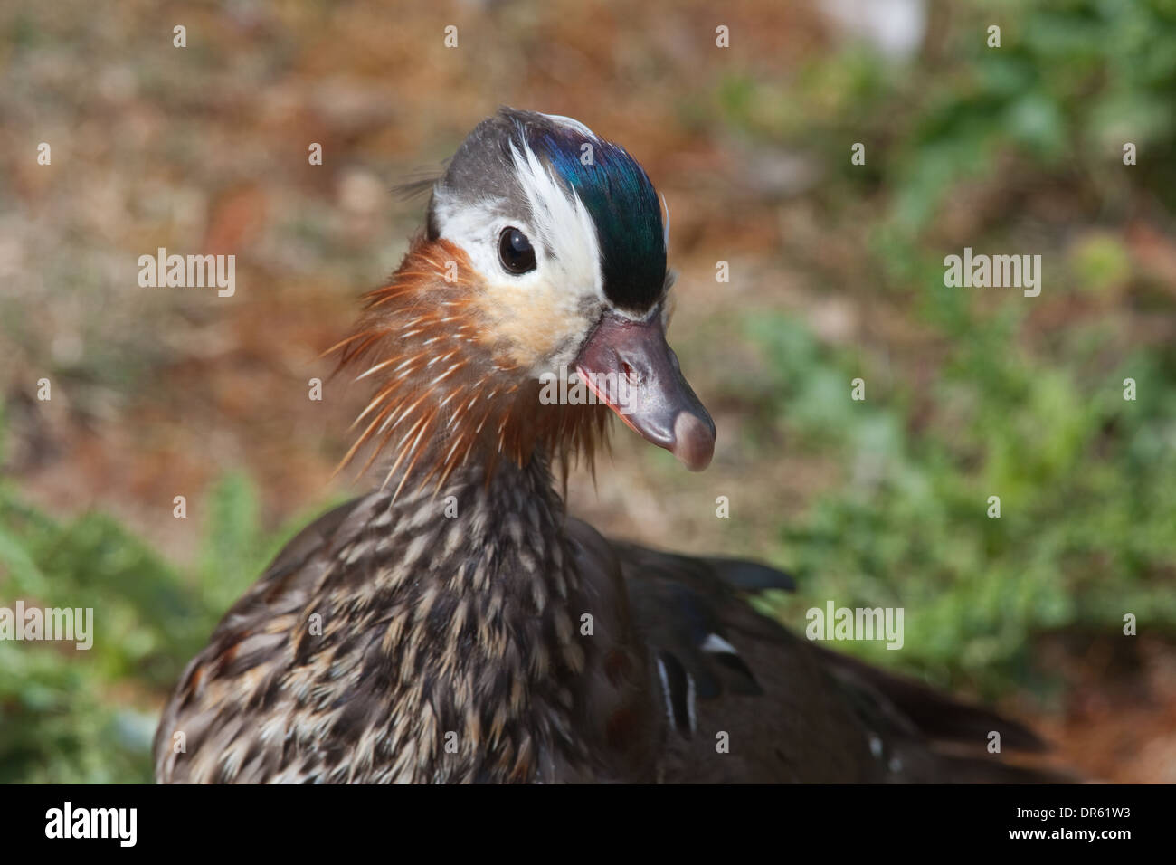 Mandarin drake hi-res stock photography and images - Alamy