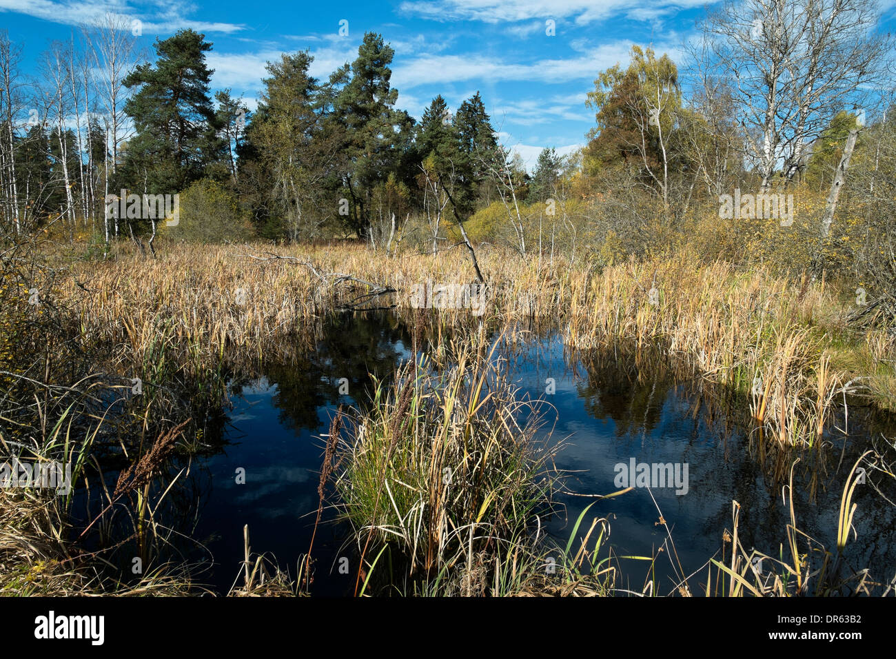 Schwenninger moos nature reserve hi-res stock photography and images ... Schwenninger moos nature reserve hi-res stock photography and images ...
