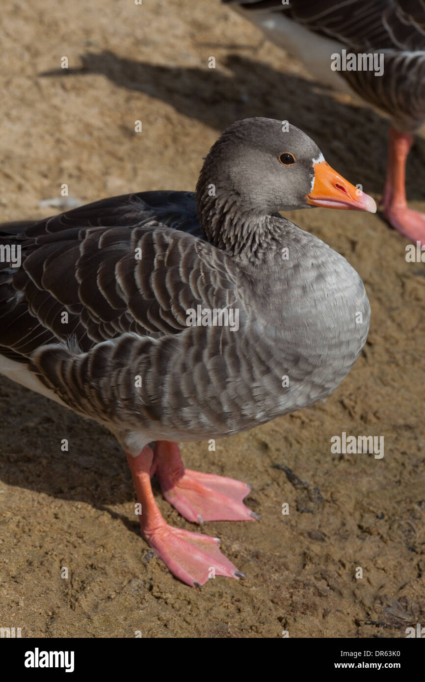 Arrival animals hi-res stock photography and images - Alamy