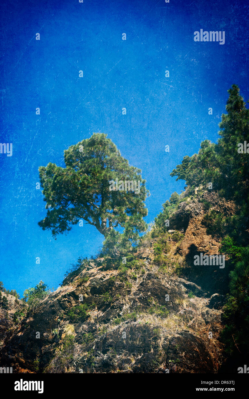 Canarian pine tree growing on the side of a barranco, artistic ...