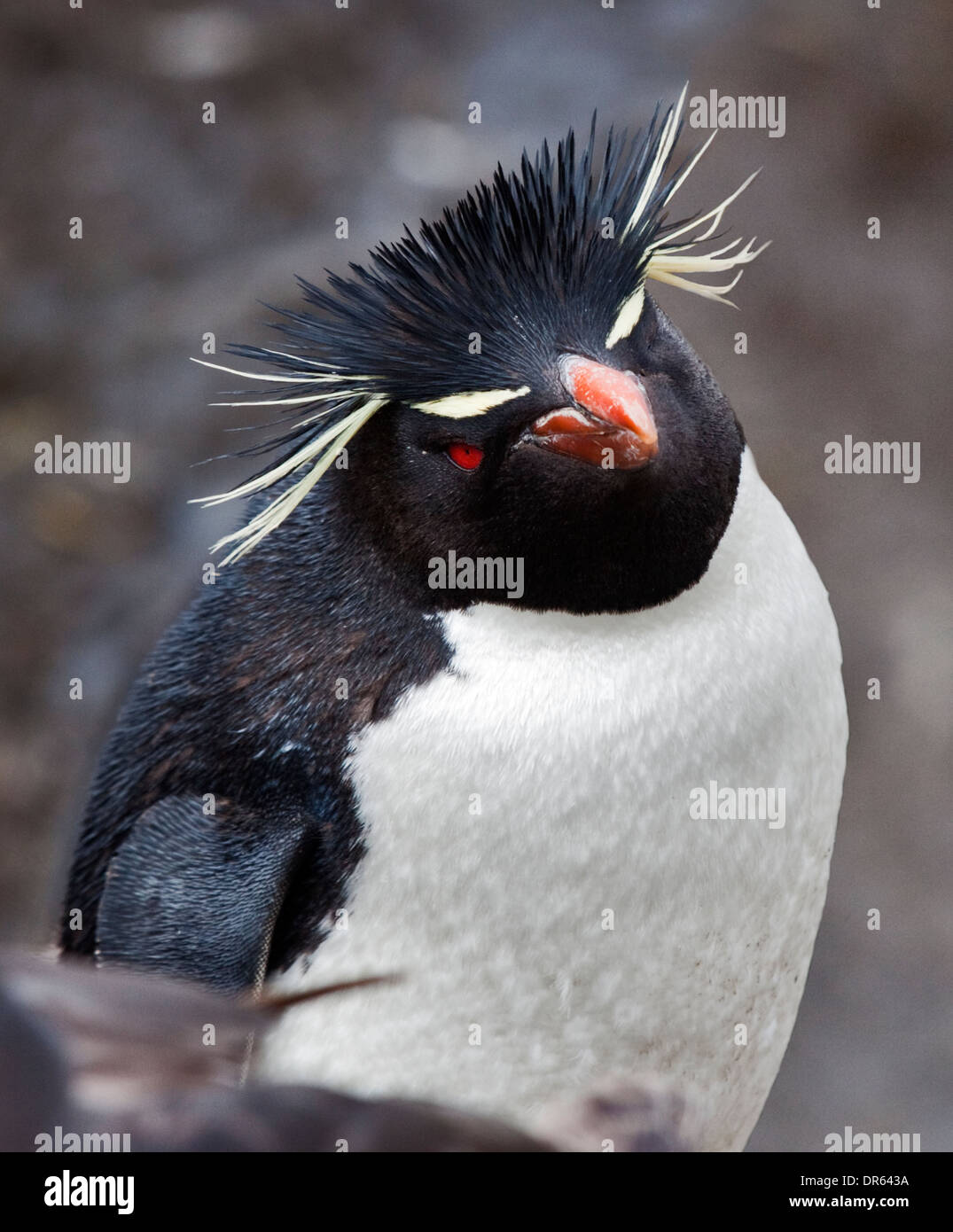 Southern Rockhopper Penguin (eudyptes chrysocome), West Point Island ...