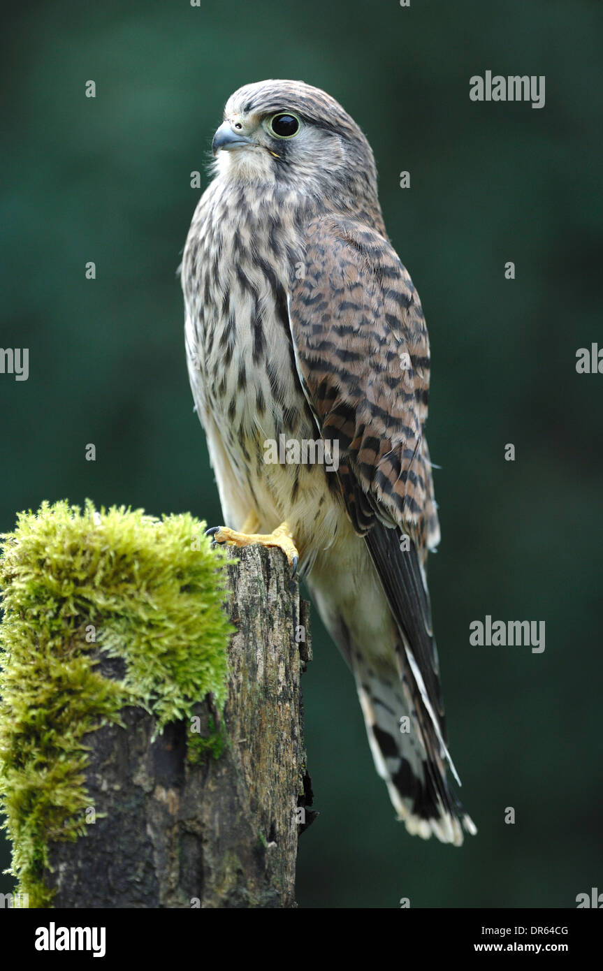 Kestrel perched hi-res stock photography and images - Alamy