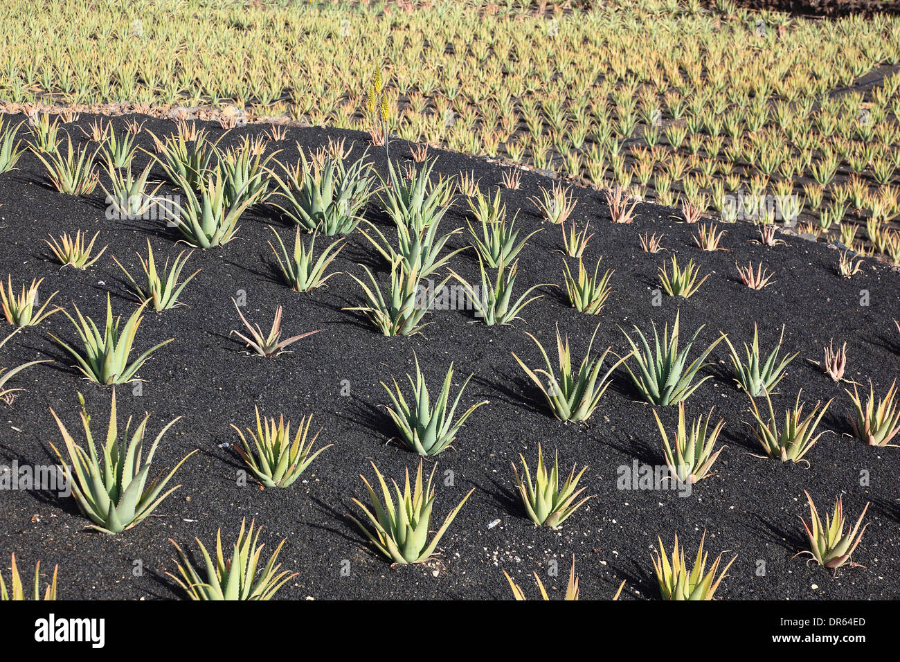 Aloe Vera Plantation at Orzola, near Haria, Lanzarote, Canary islands ...