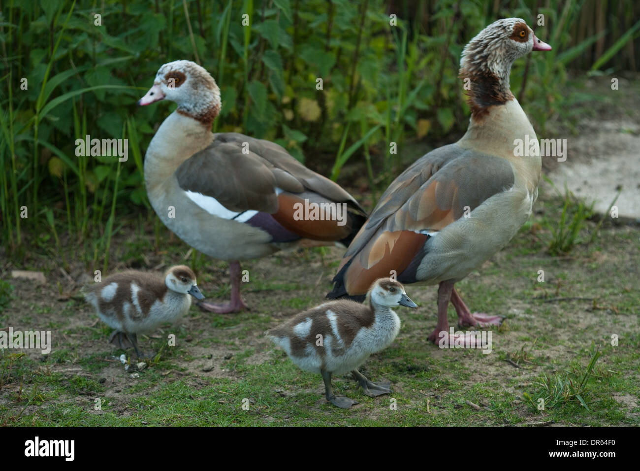 Alien parents hi-res stock photography and images - Alamy