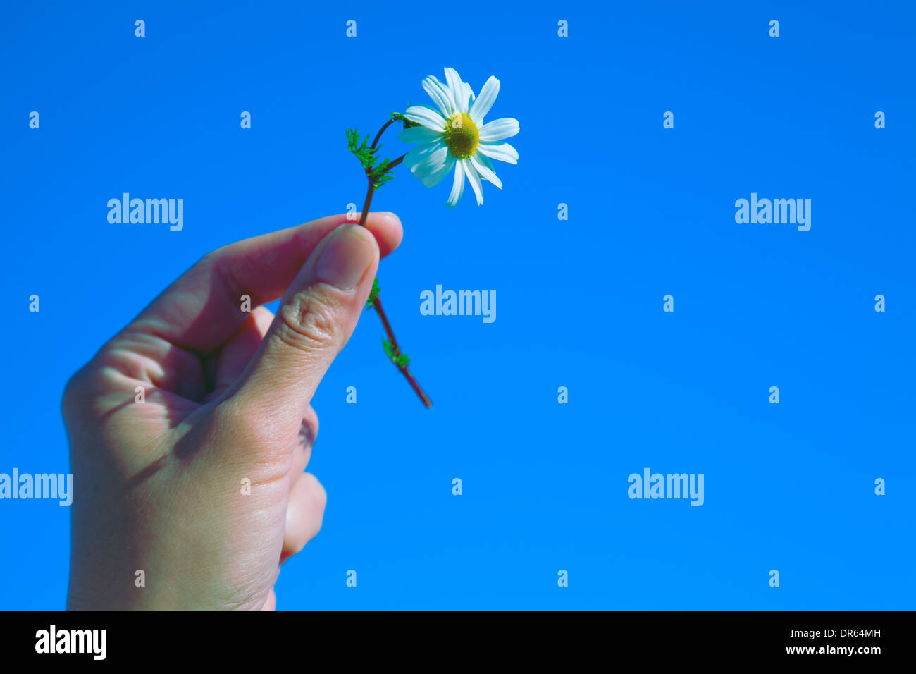 Arm holding daisy flower hi-res stock photography and images - Alamy