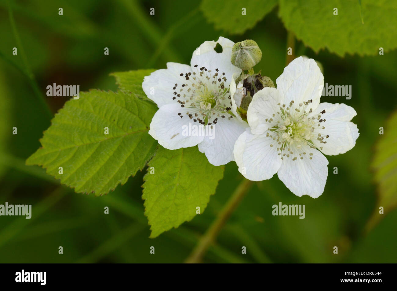 Bramble flowers in bloom hi-res stock photography and images - Alamy