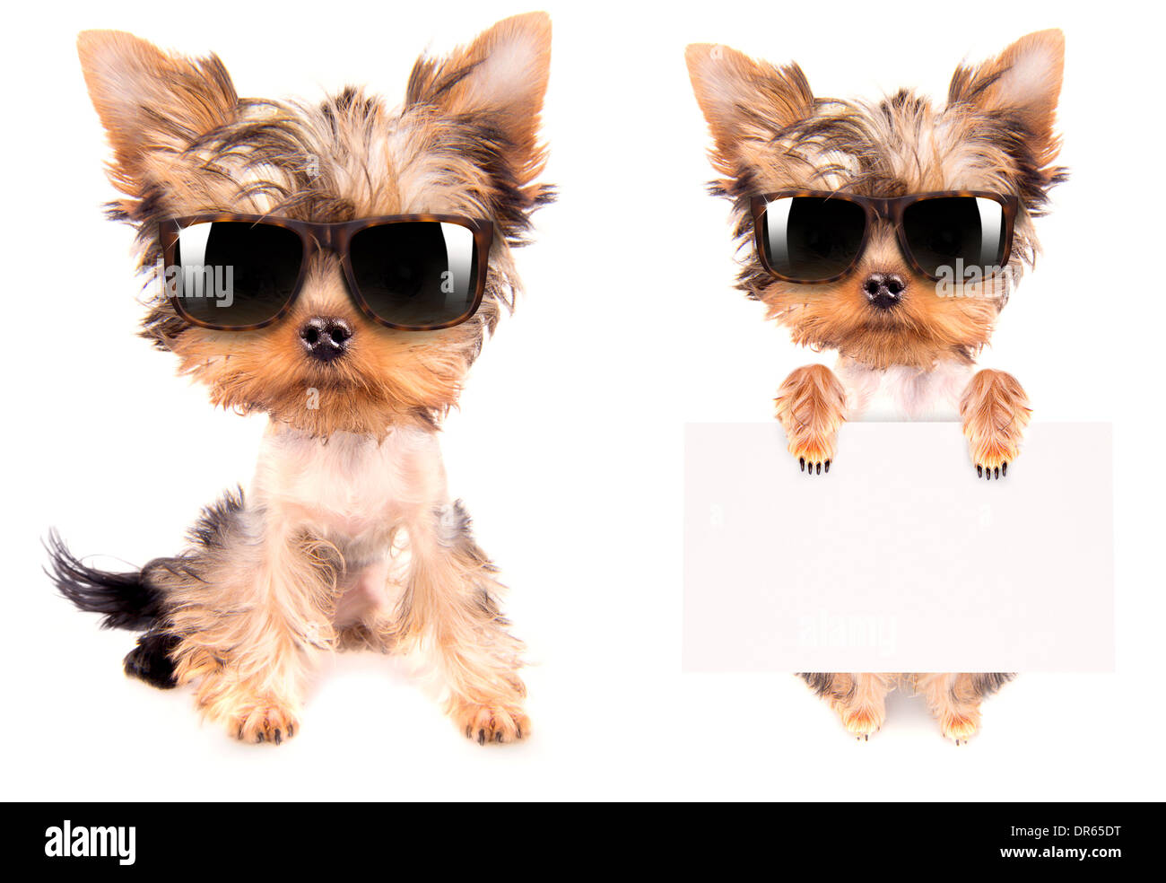 funny dog with bunner isolated on white background Stock Photo - Alamy