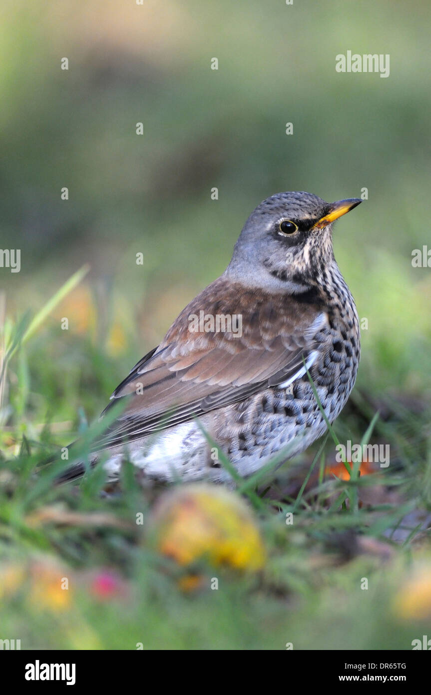 Apple bird uk hi-res stock photography and images - Alamy