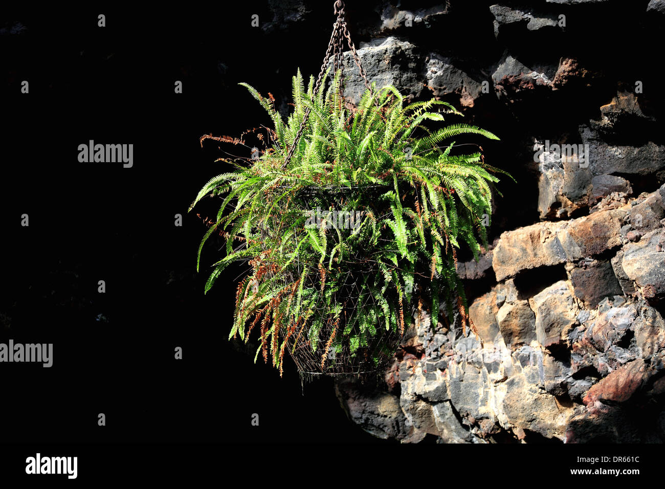 Fern in the Jameos del Agua, in the lava field of the Volcan de la ...