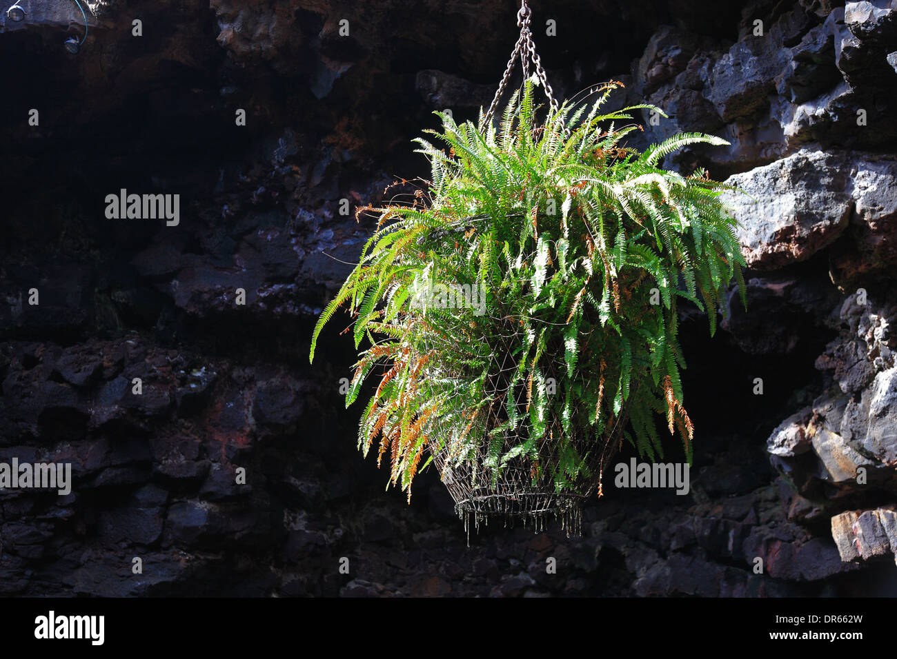 Fern in the Jameos del Agua, in the lava field of the Volcan de la ...