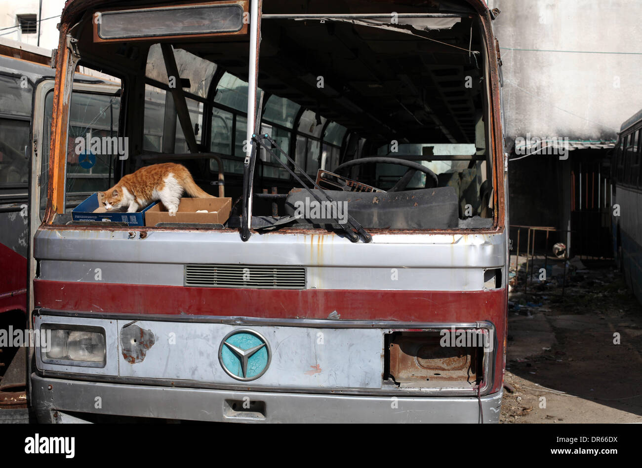 Gaza, Palestinian Territories. 20th Jan, 2014. A cat sits at the front ...