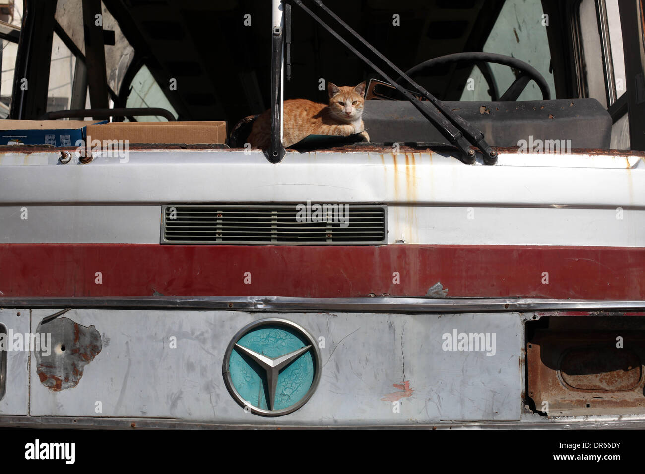 Gaza, Palestinian Territories. 20th Jan, 2014. A cat sits at the front ...