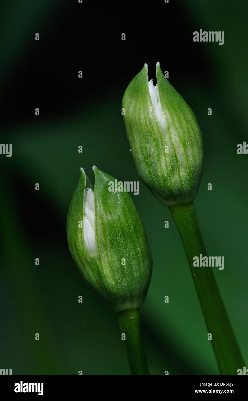 Wild garlic known ramson hi-res stock photography and images - Alamy