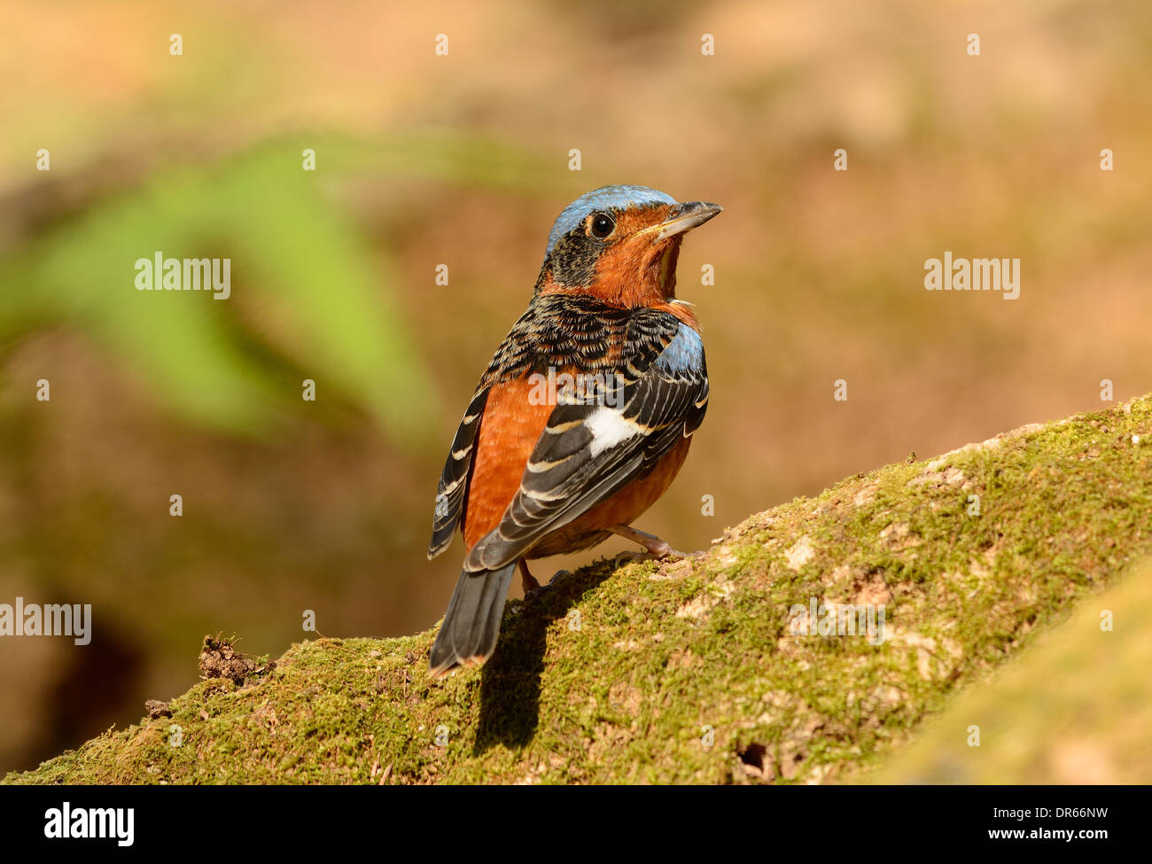 beautiful male white-throated rock-thrush Stock Photo - Alamy