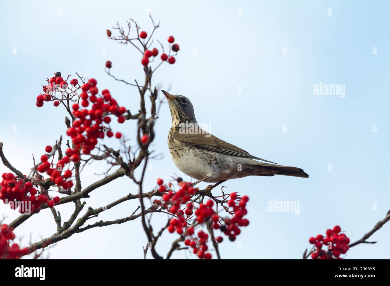 Fieldfare (Turdus pilaris) perched in a tree with red berrys Stock ...