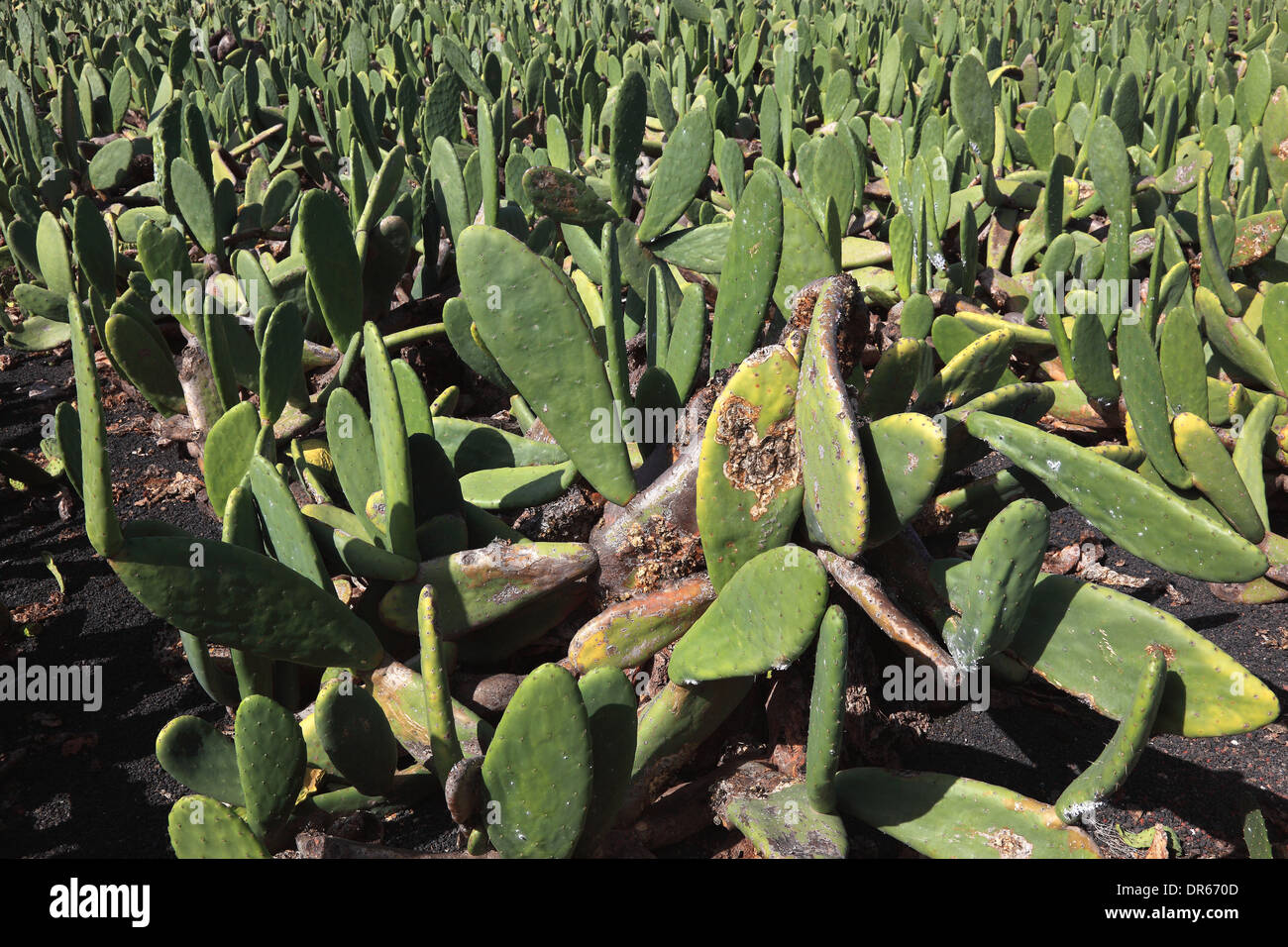 Spain Opuntienplantagen for the breeding of the cochineal scale insect ...
