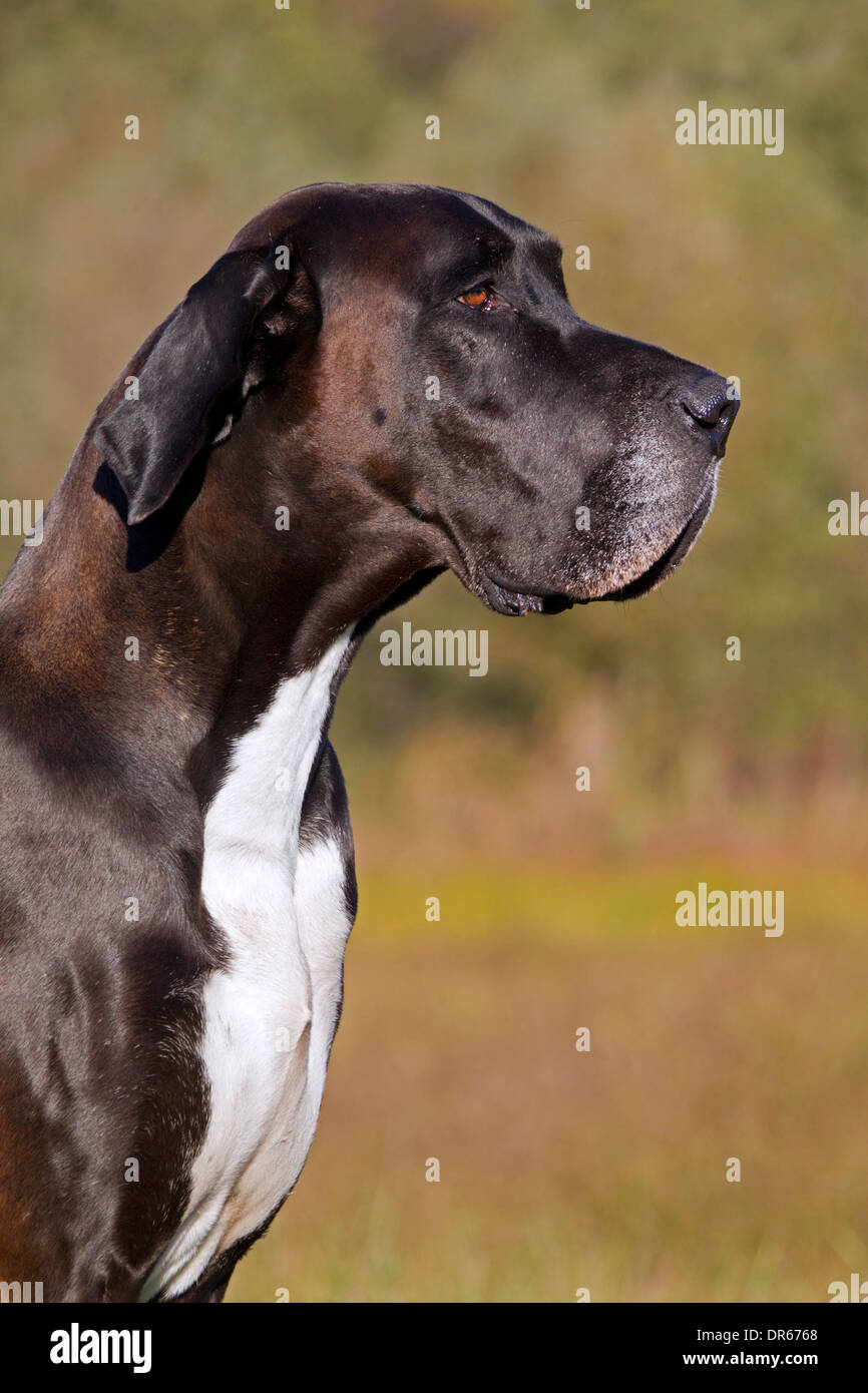 Close up of Great Dane / Deutsche Dogge / German Mastiff, one of the ...
