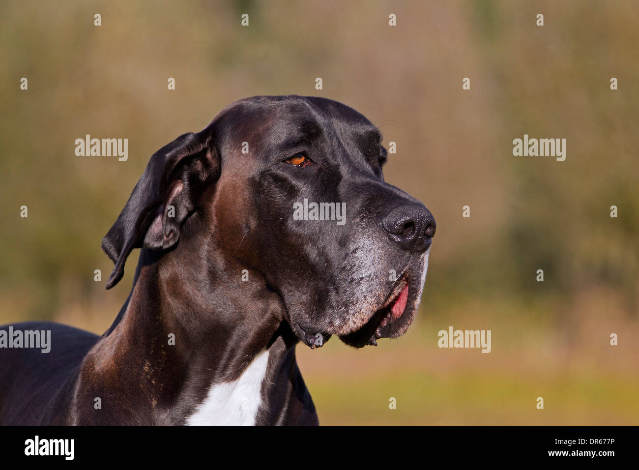 Worlds tallest breed hi-res stock photography and images - Alamy