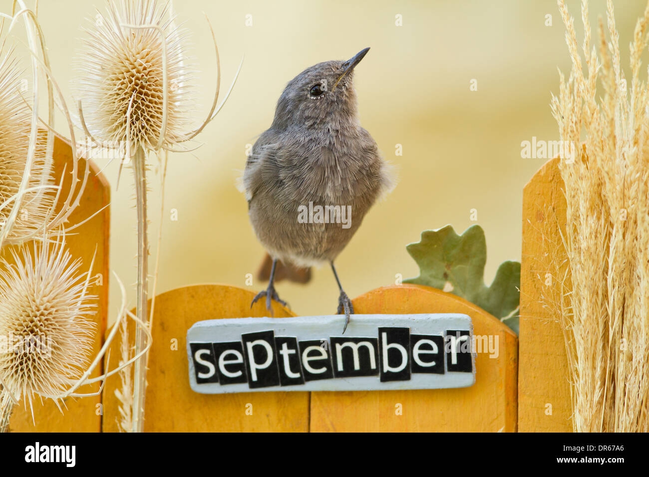 Bird perched on a decorated fence with September letters and motifs ...
