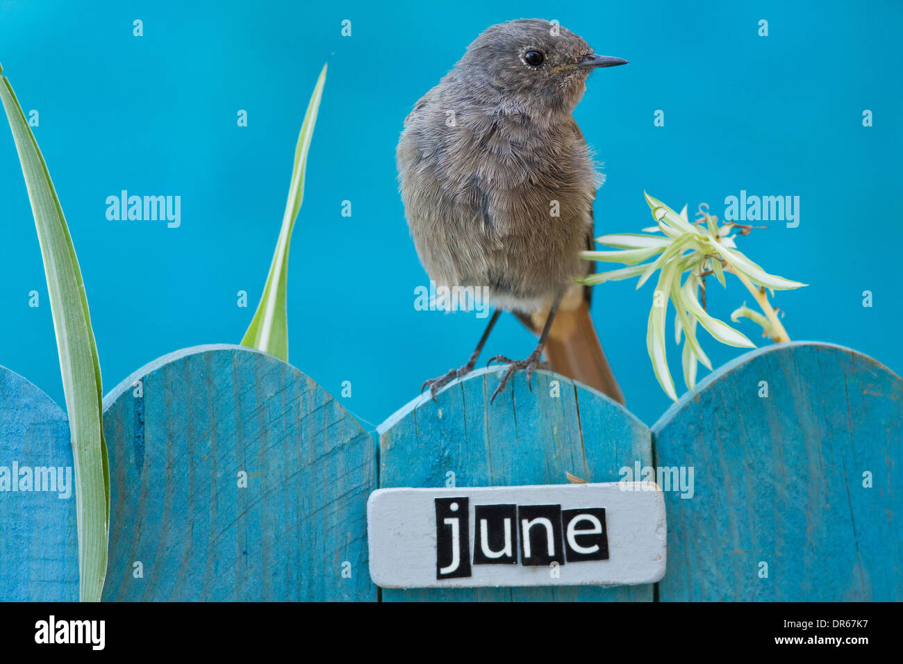 June letters hi-res stock photography and images - Alamy