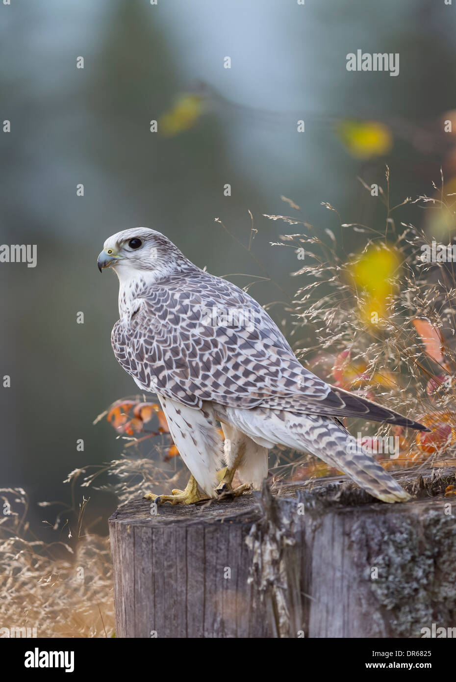 Falco rusticolus white hi-res stock photography and images - Alamy