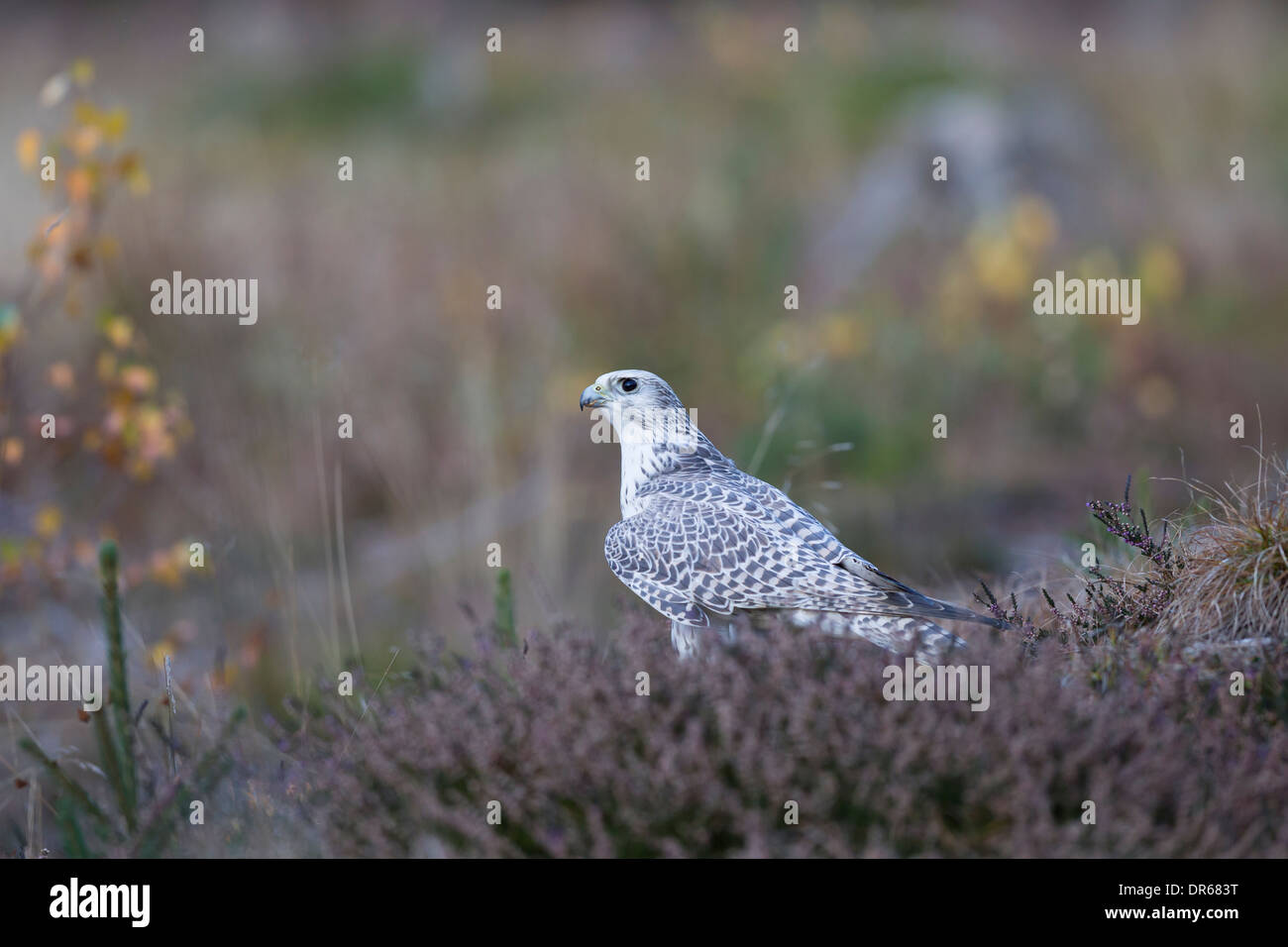 Gerfalke Falco rusticolus Gyrfalcon Falcon Stock Photo - Alamy